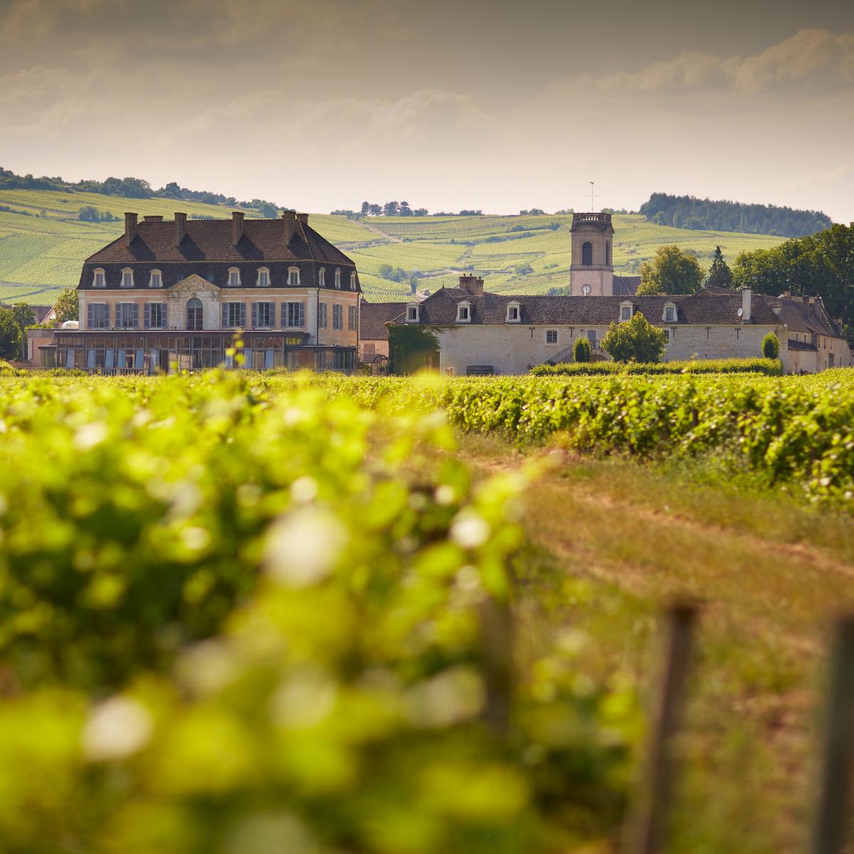 Appellation Pommard | Beaune and the Beaune region Tourism – Burgundy