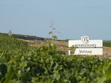 VOLNAY | Beaune and the Beaune region Tourism – Burgundy