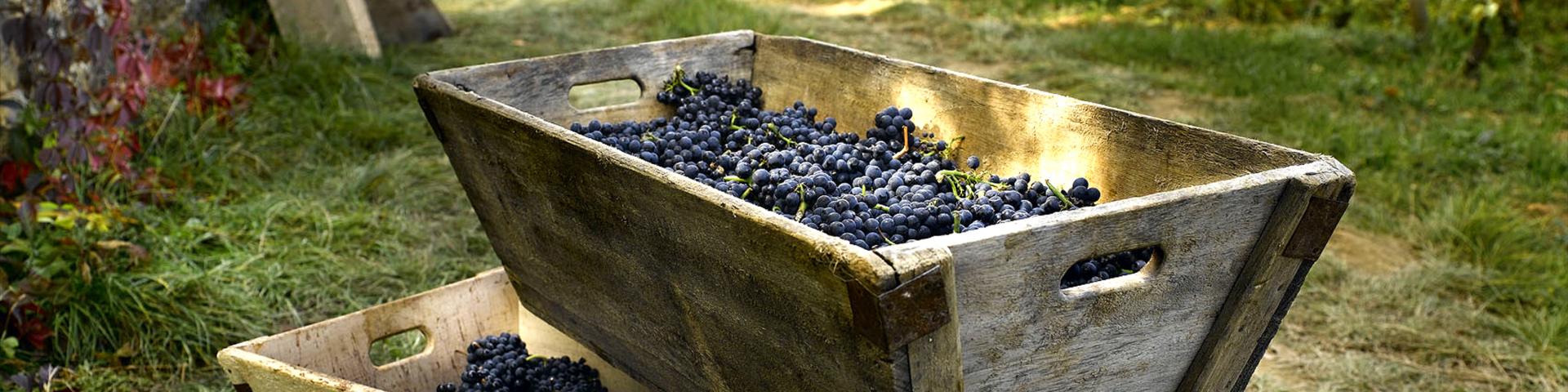 Denominação de Pommard | Beaune e a região de Beaune Turismo – Borgonha