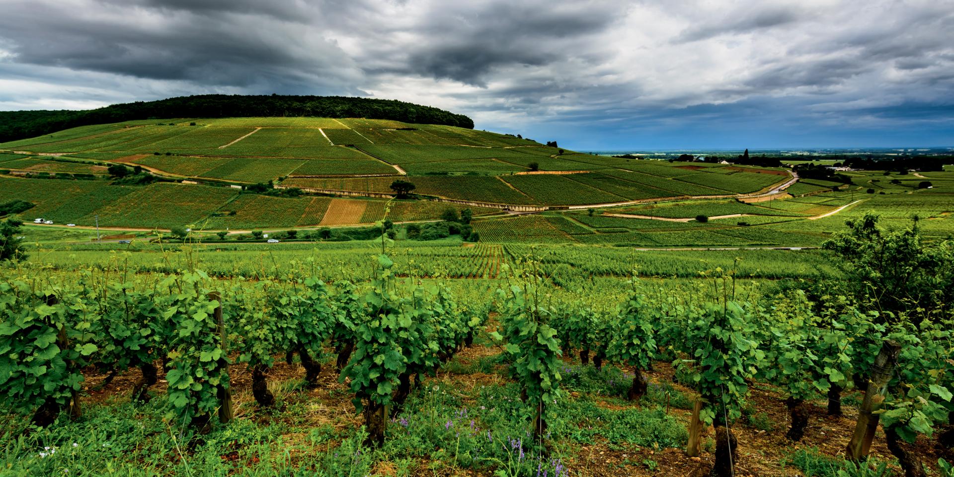 A trip along the Route des Grands Crus | Beaune and the Beaune region Tourism – Burgundy