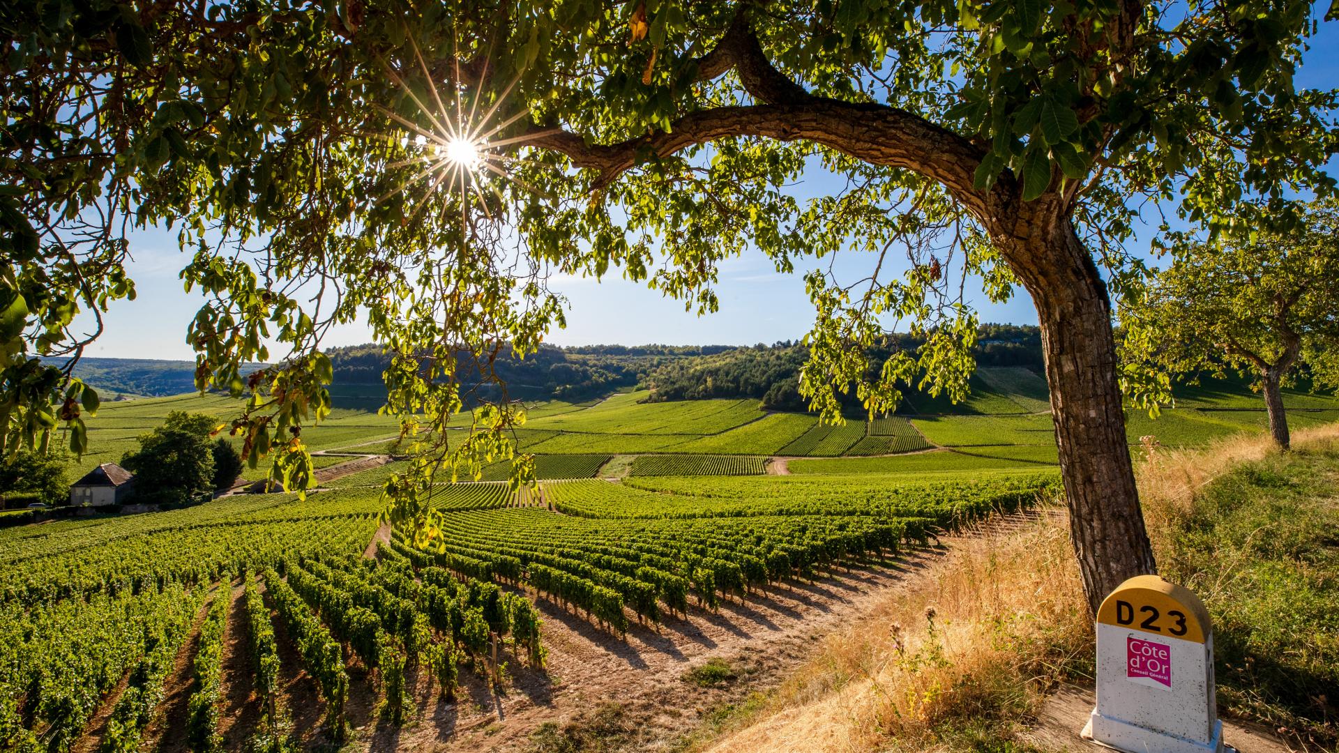 Explore | Beaune and the Beaune region Tourism – Burgundy