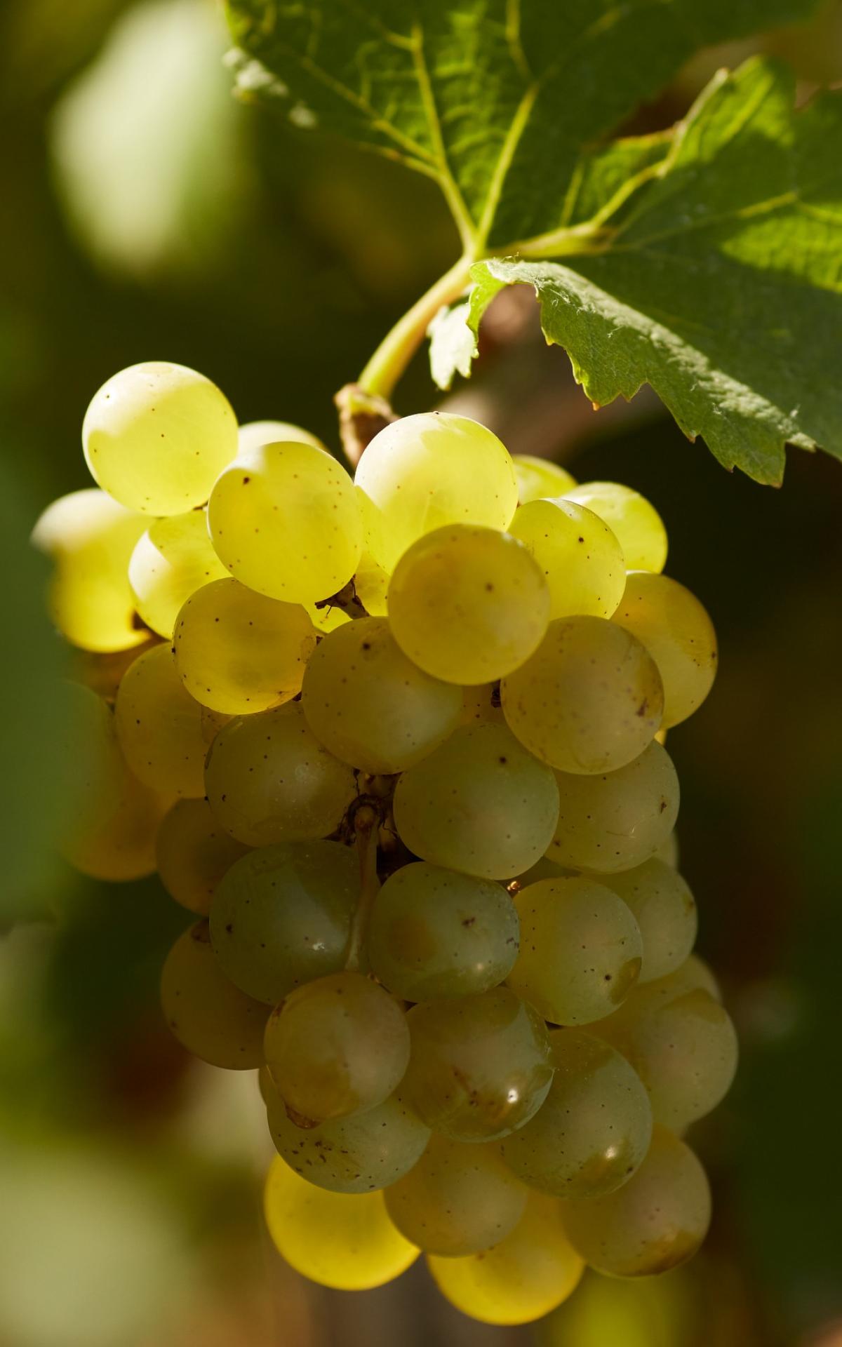 Crémant de Bourgogne | Beaune and the Beaune region Tourism – Burgundy