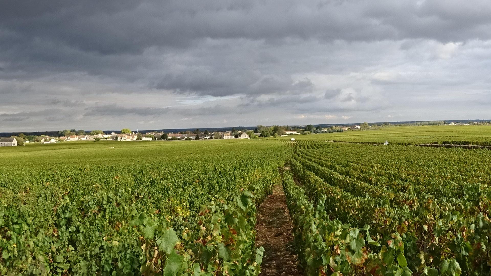 PULIGNY-MONTRACHET | Beaune and the Beaune region Tourism – Burgundy
