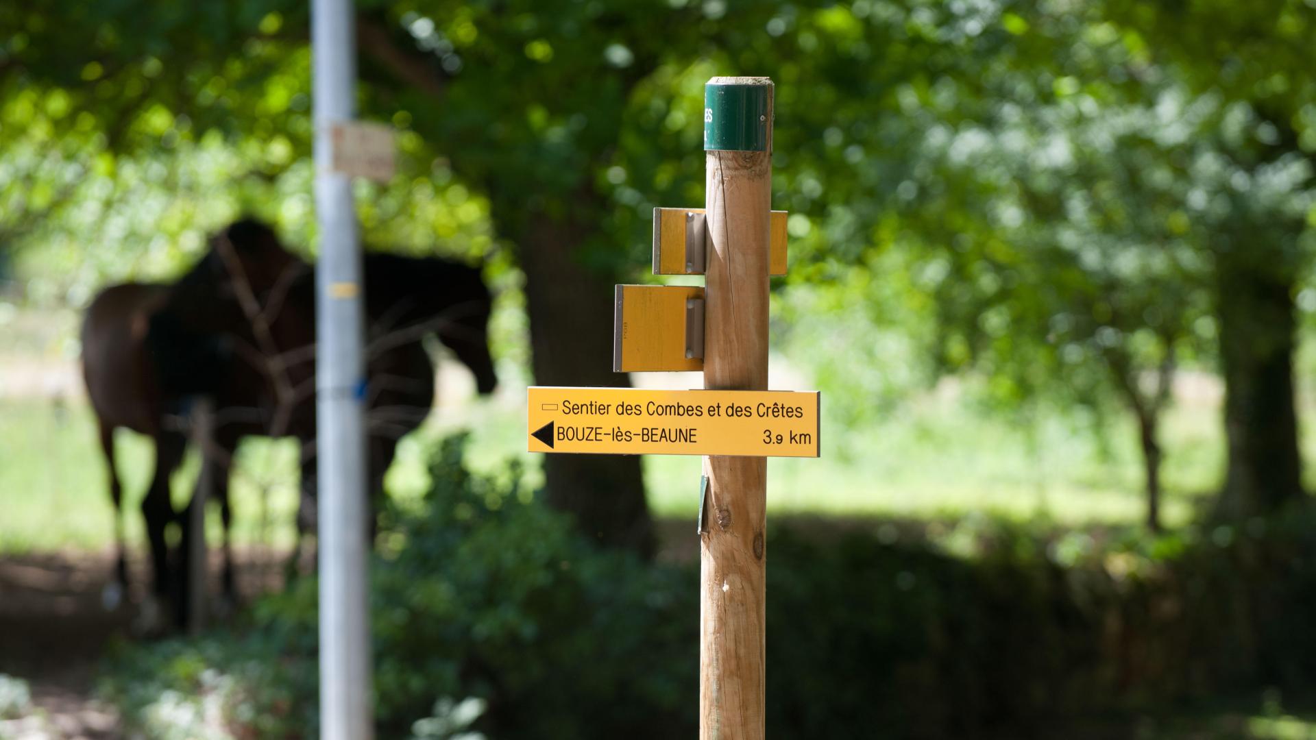 SAVIGNY-LES-BEAUNE | Beaune and the Beaune region Tourism – Burgundy