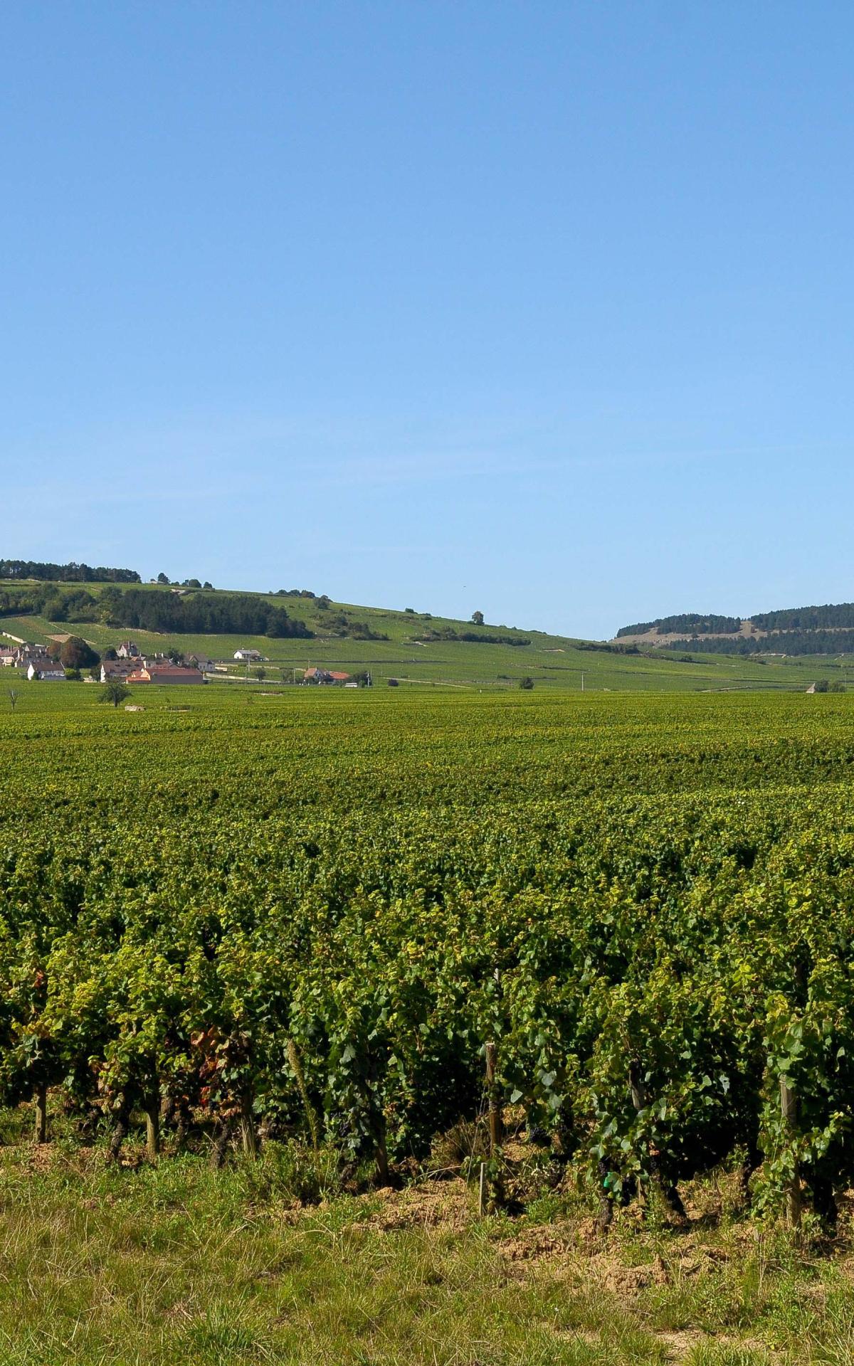 VOLNAY | Turismo en Beaune y su región – Borgoña